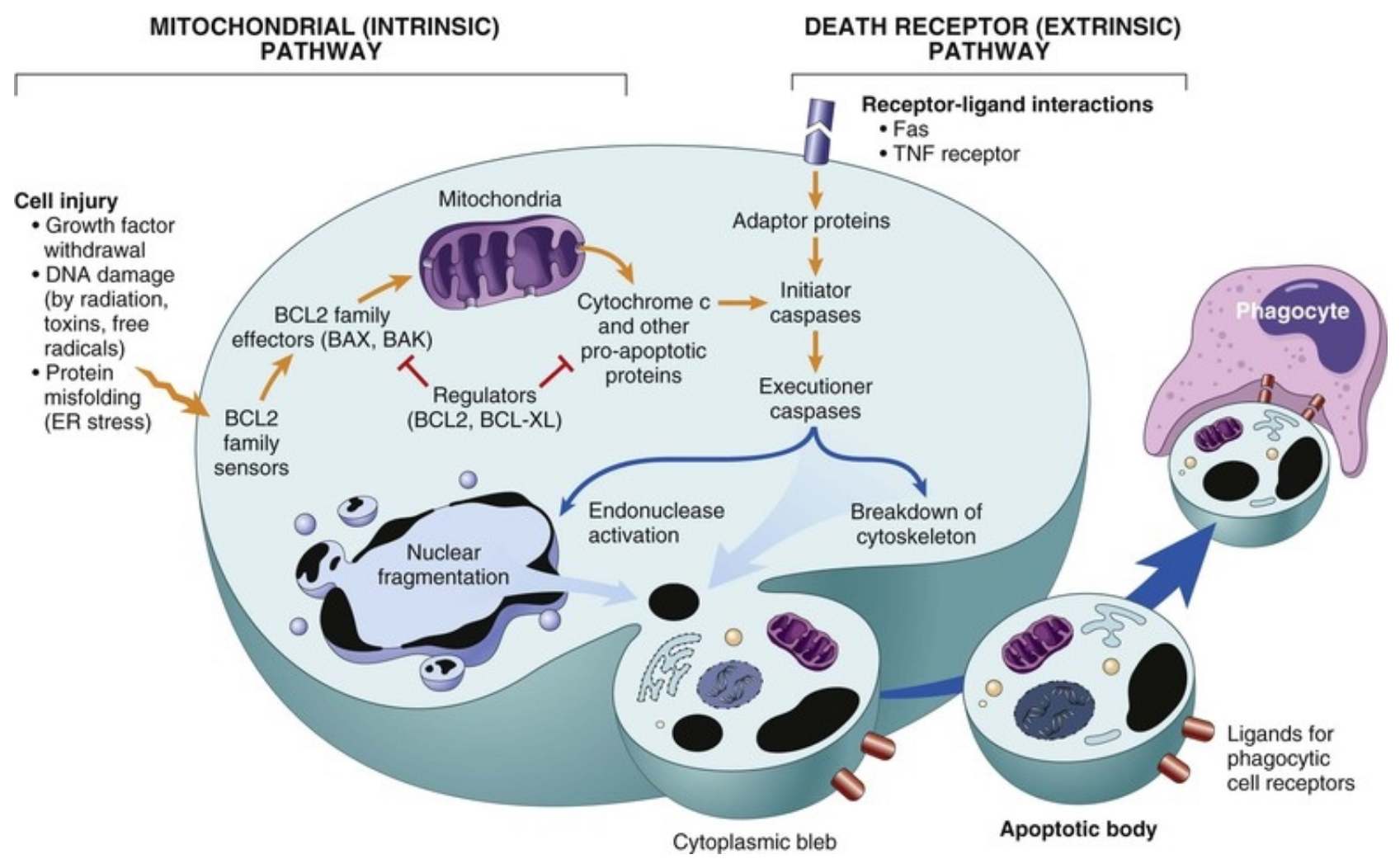 Pathology · A Medical Journey